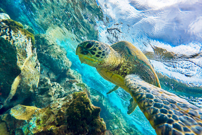 GoPro HERO 12 Underwater: The Best Modes and Settings